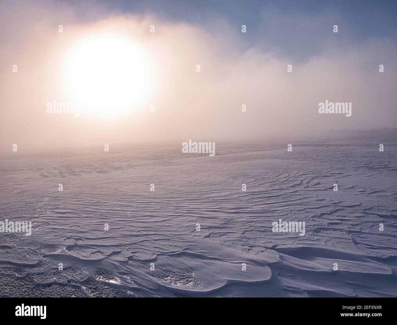 Waterside dead tree hi-res stock photography and images - Alamy