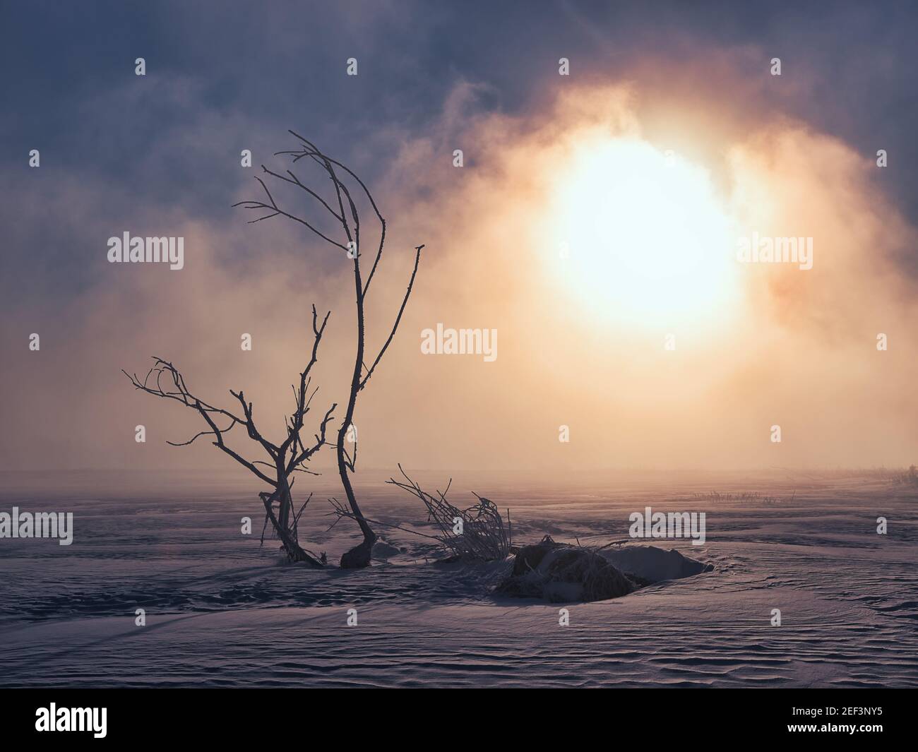 Dead Tree in Steam Fog Stock Photo - Alamy