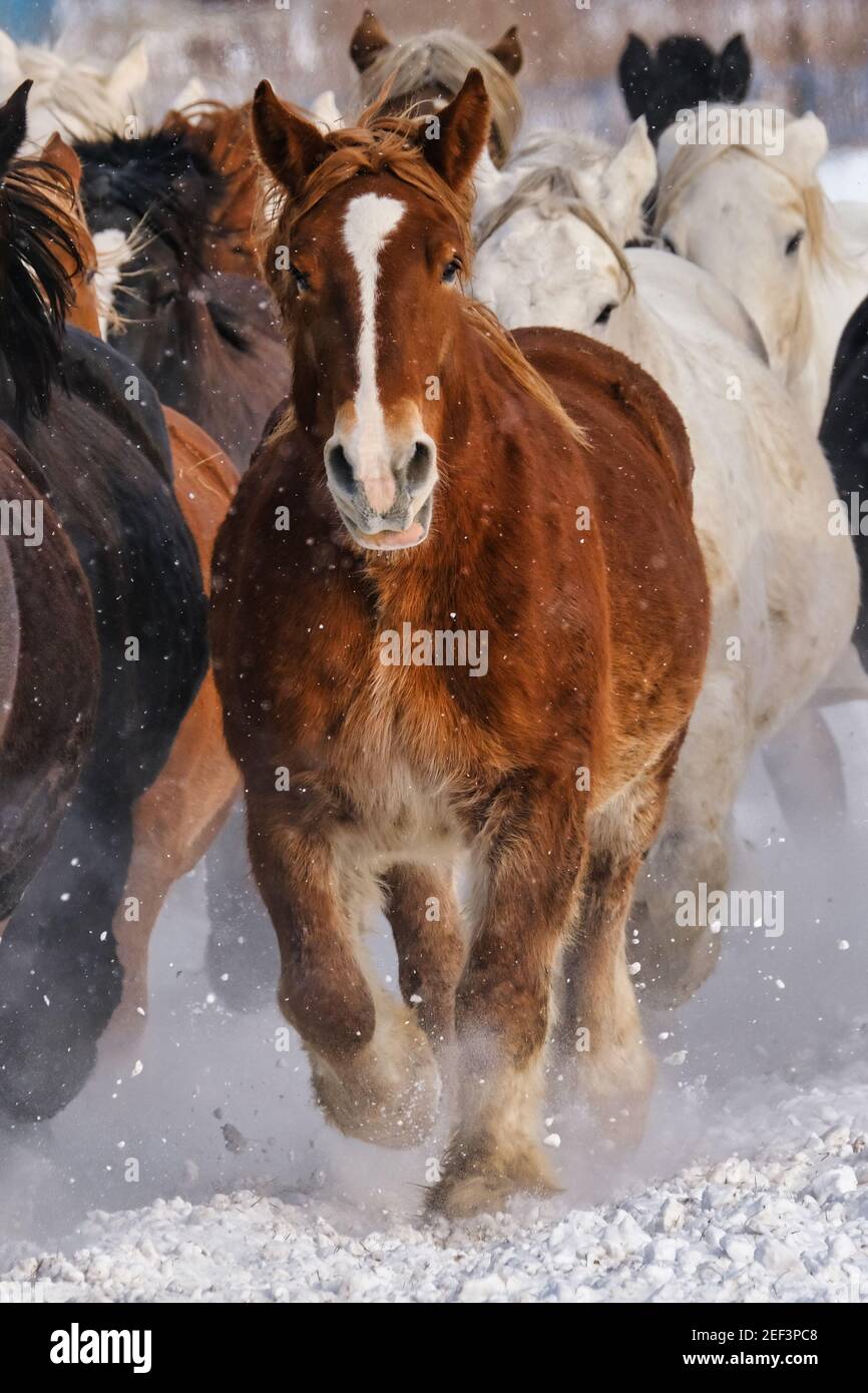 Farm Horses Running Stock Photo - Alamy