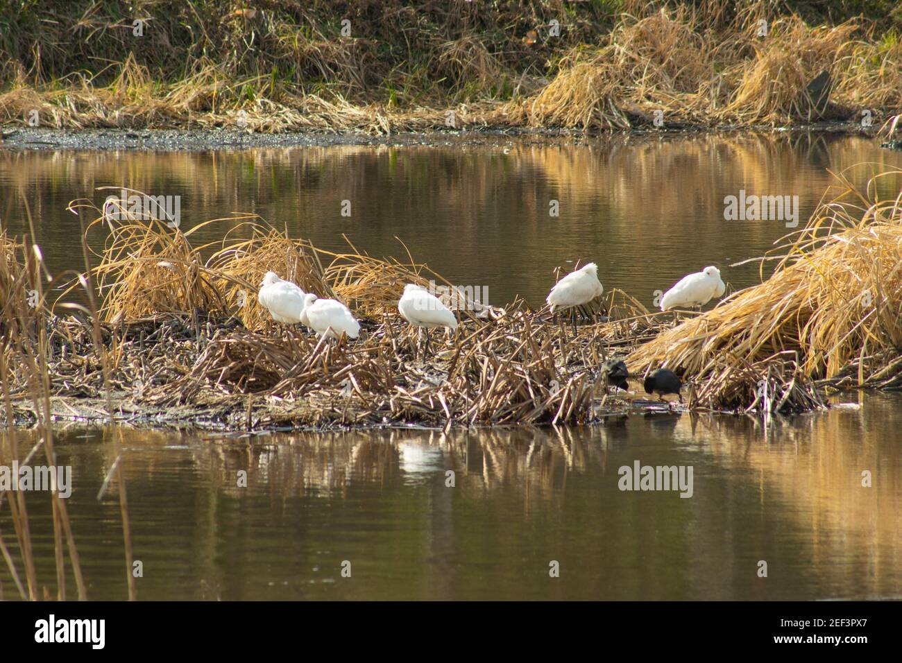 Little Egret in Lake Ezu, Kumamoto Prefecture, Japan Stock Photo - Alamy