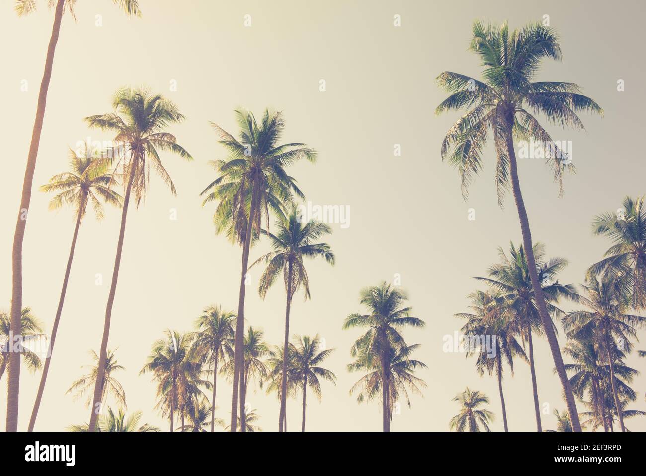 Coconut palm trees at the island, looking up angle - vintage tone Stock ...