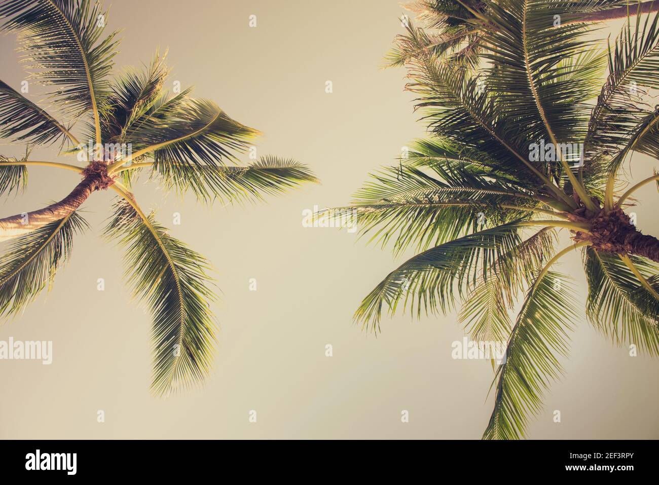 Coconut palm trees, looking up angle - vintage tone Stock Photo - Alamy