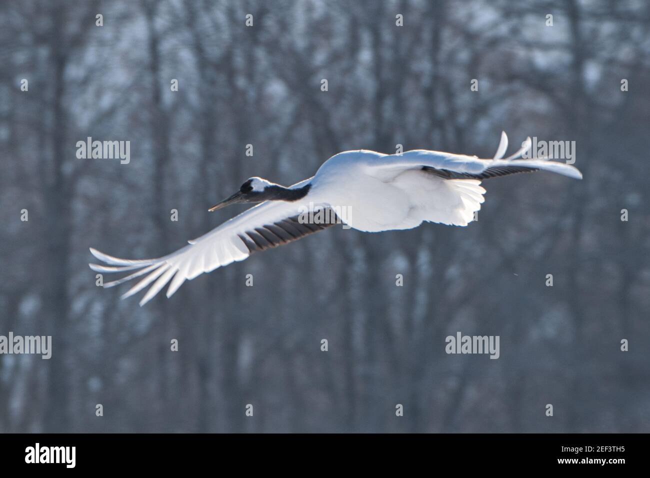Flight fly flying crane japanese crane hi-res stock photography and ...