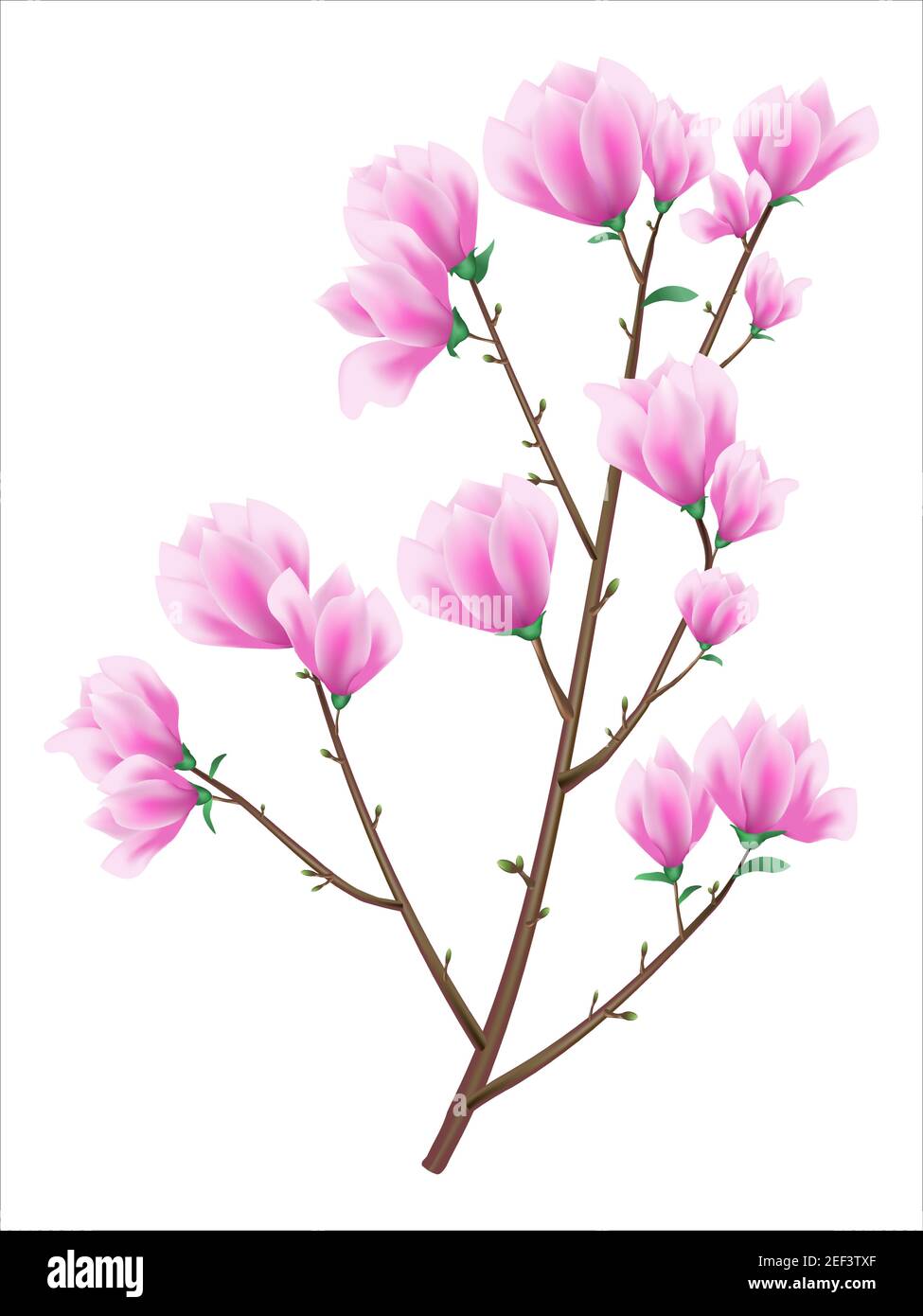 Beautiful blossom pink magnolia Stock Vector Images - Alamy