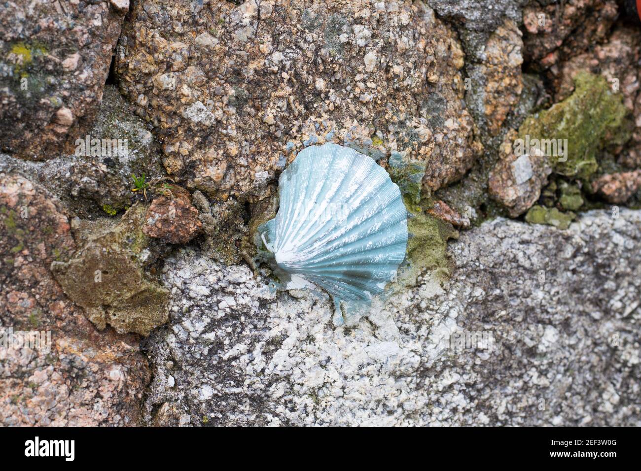 blue colored scallop shell embedded in stone wall Stock Photo - Alamy