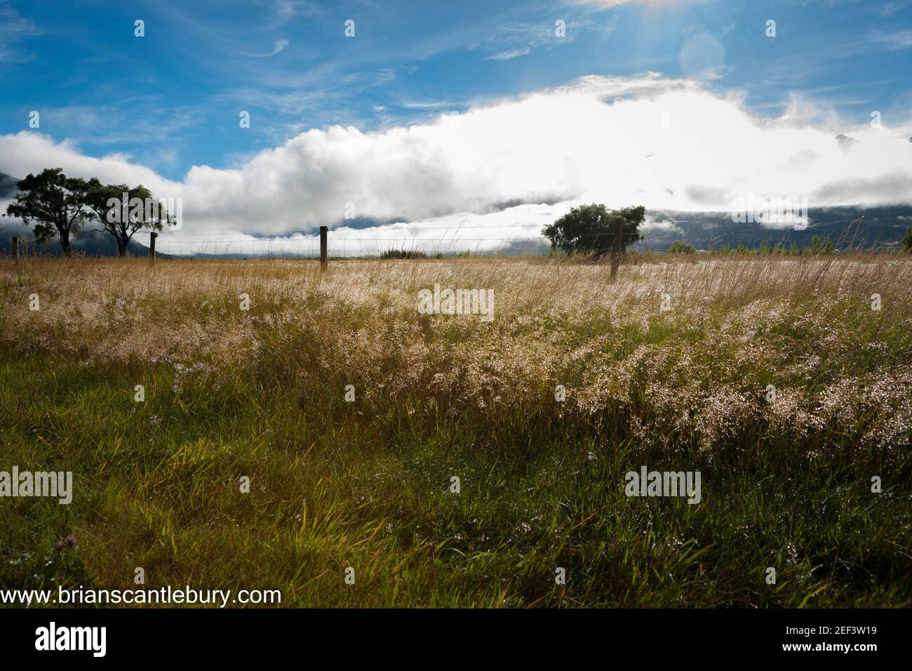 Dramatic landscape across wind affected fields with long grass and ...