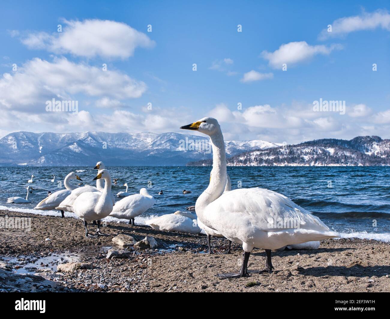 Swan at Lake Kussharo, Hokkaido, Japan Stock Photo - Alamy