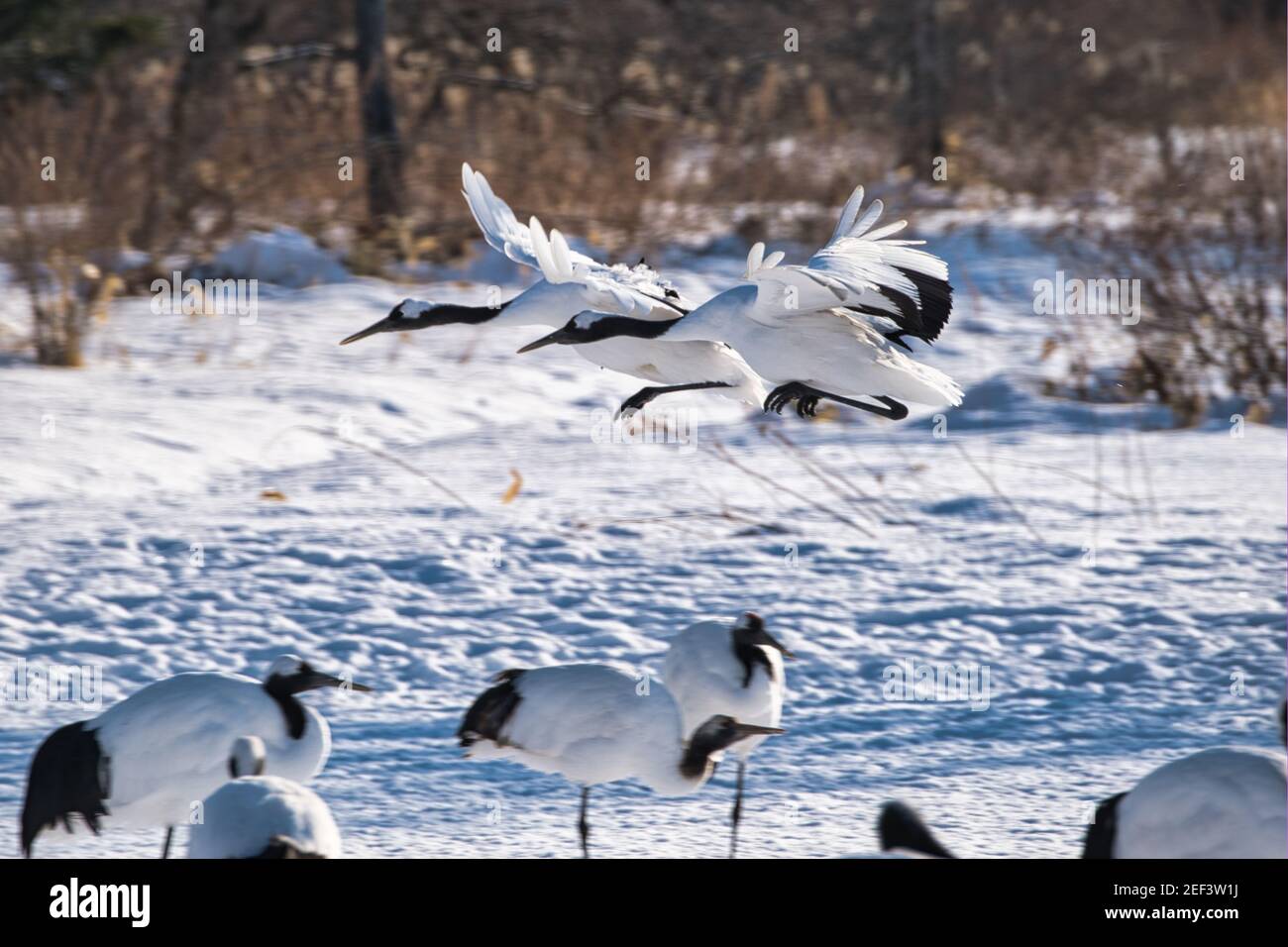 Flight fly flying crane japanese crane hi-res stock photography and ...