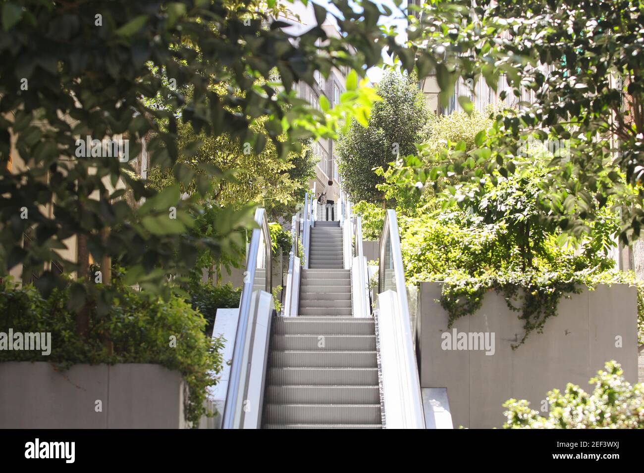 woman from behind climbing up escalator outdoors surrounded by trees ...