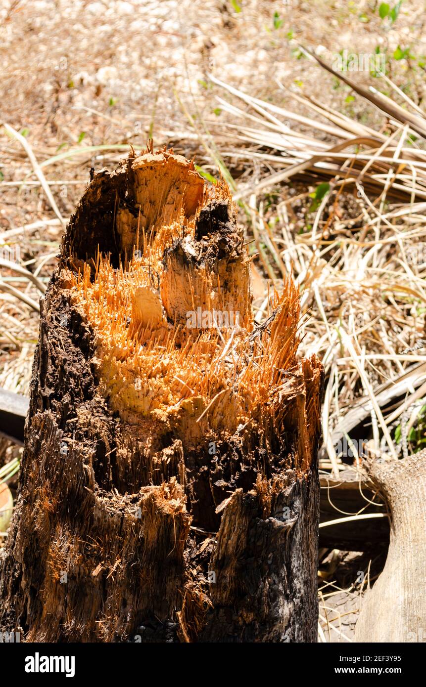 Inside A Coconut Tree Stock Photo - Alamy