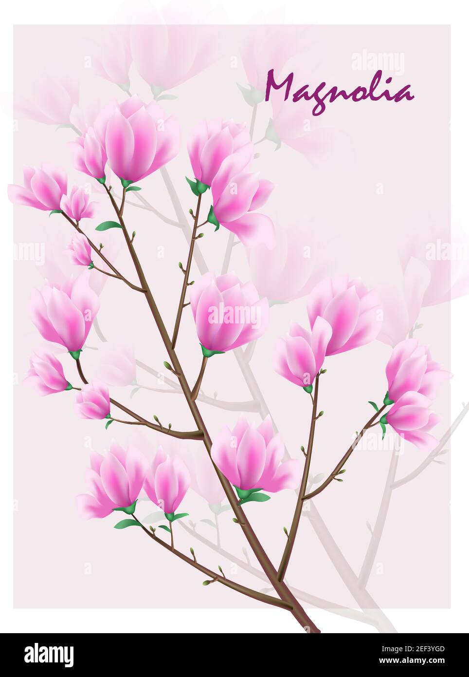 Spring japanese magnolia tree Stock Vector Images - Alamy