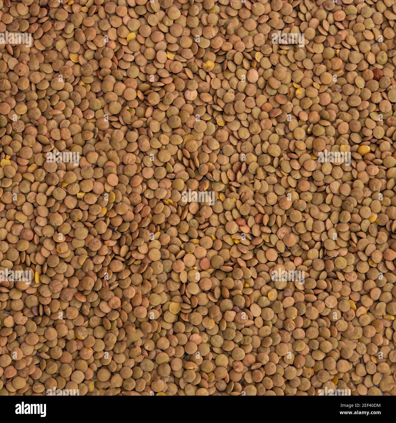 Traditional Turkish domestic green Lentil. Lentil background.Flat ...