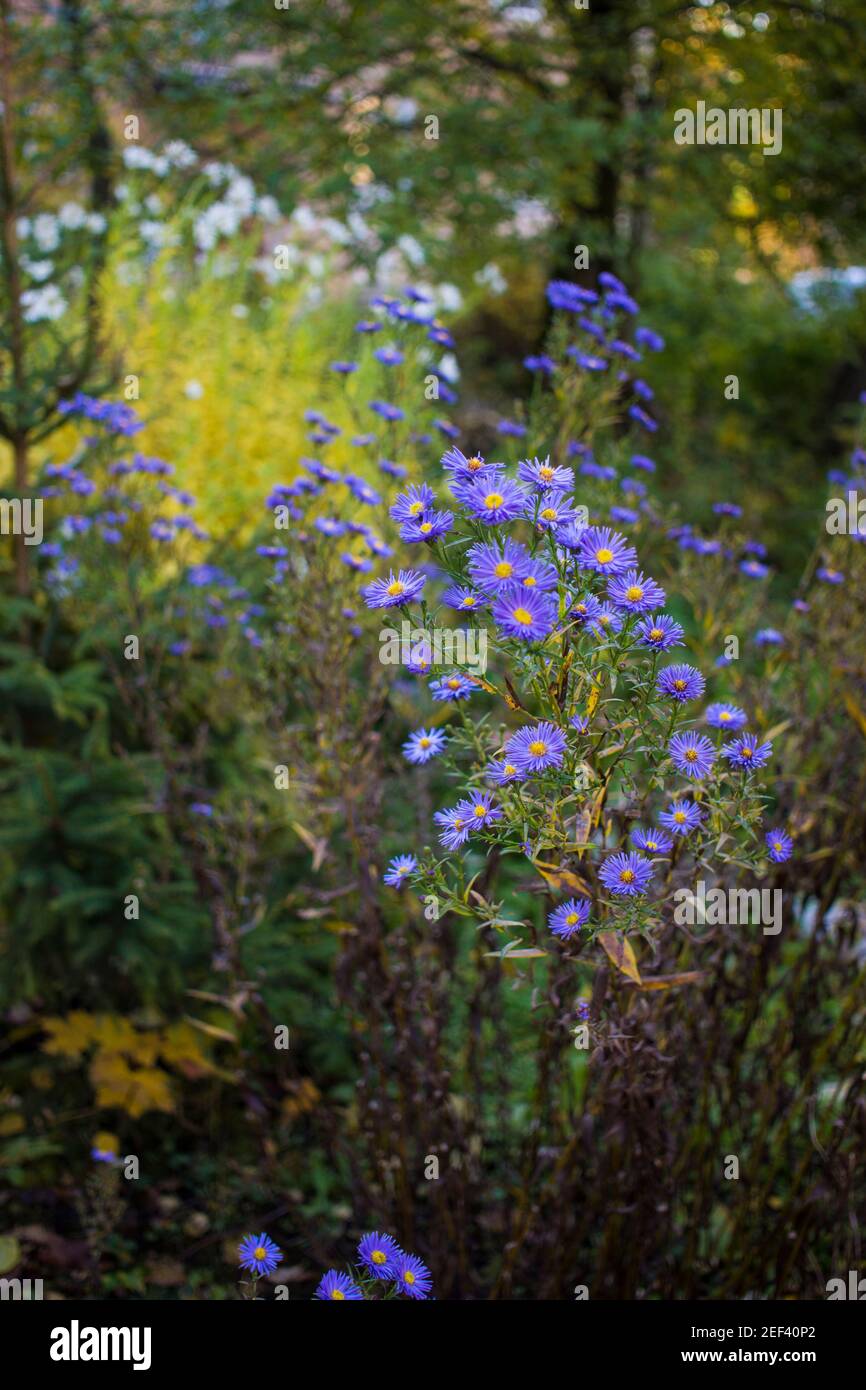Autumn Aster in garden. Undersized varieties. Small garden Astra ...