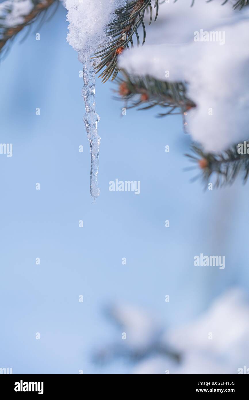 Icicles hanging from a branch of an evergreen tree. Winter nature ...