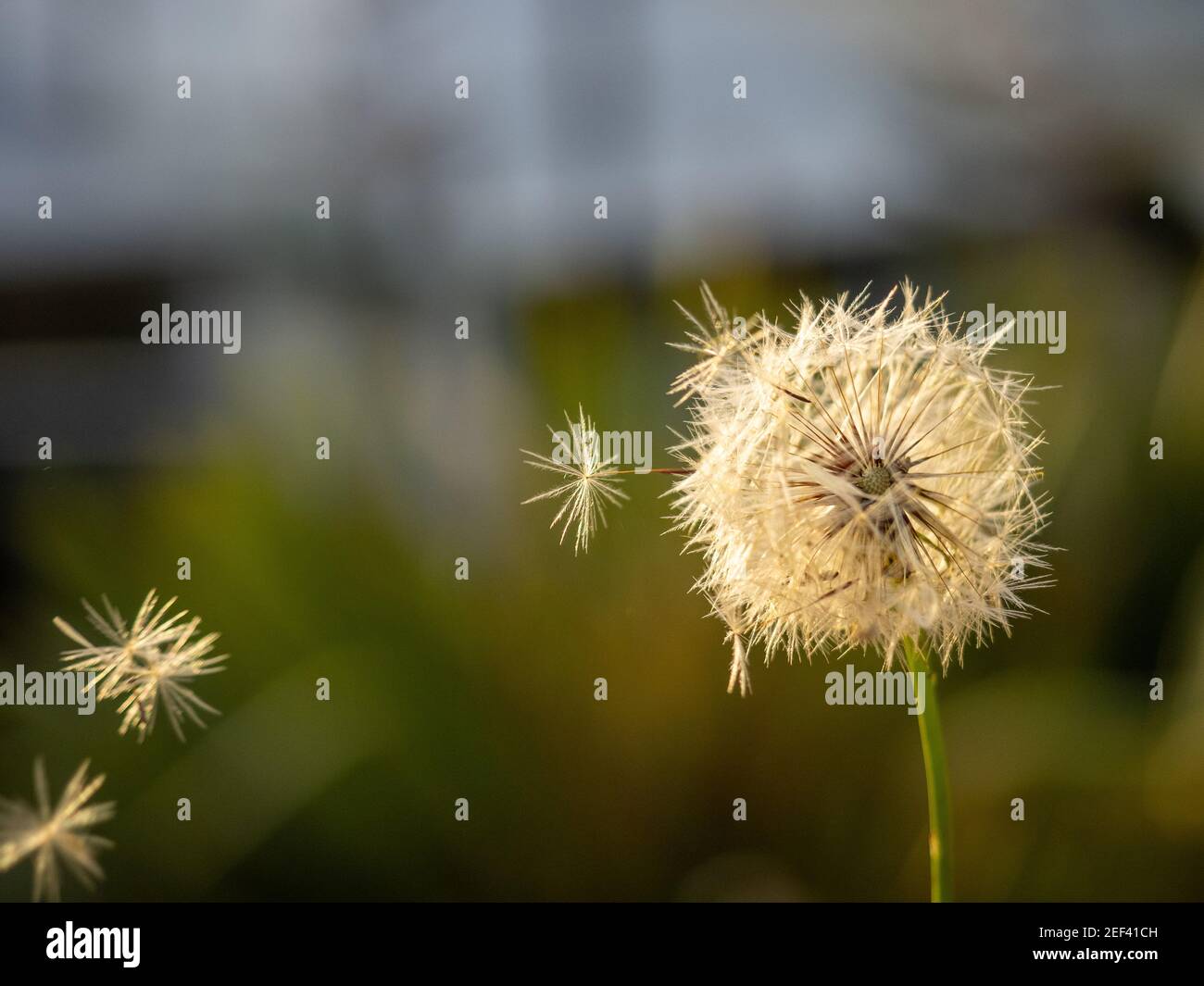 Dandelion in the Wind Stock Photo - Alamy