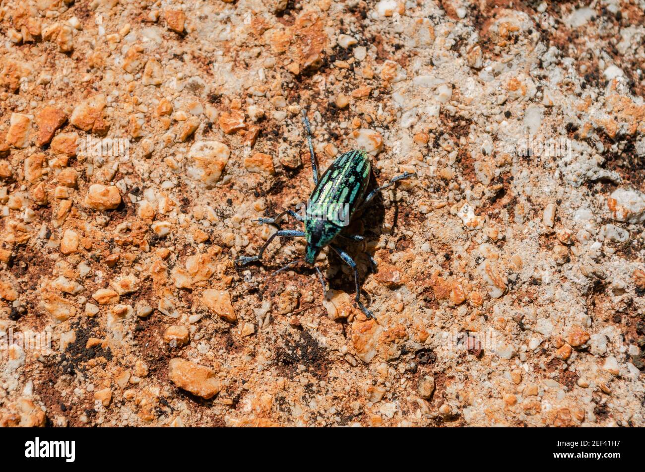 Citrus insect pest hi-res stock photography and images - Alamy