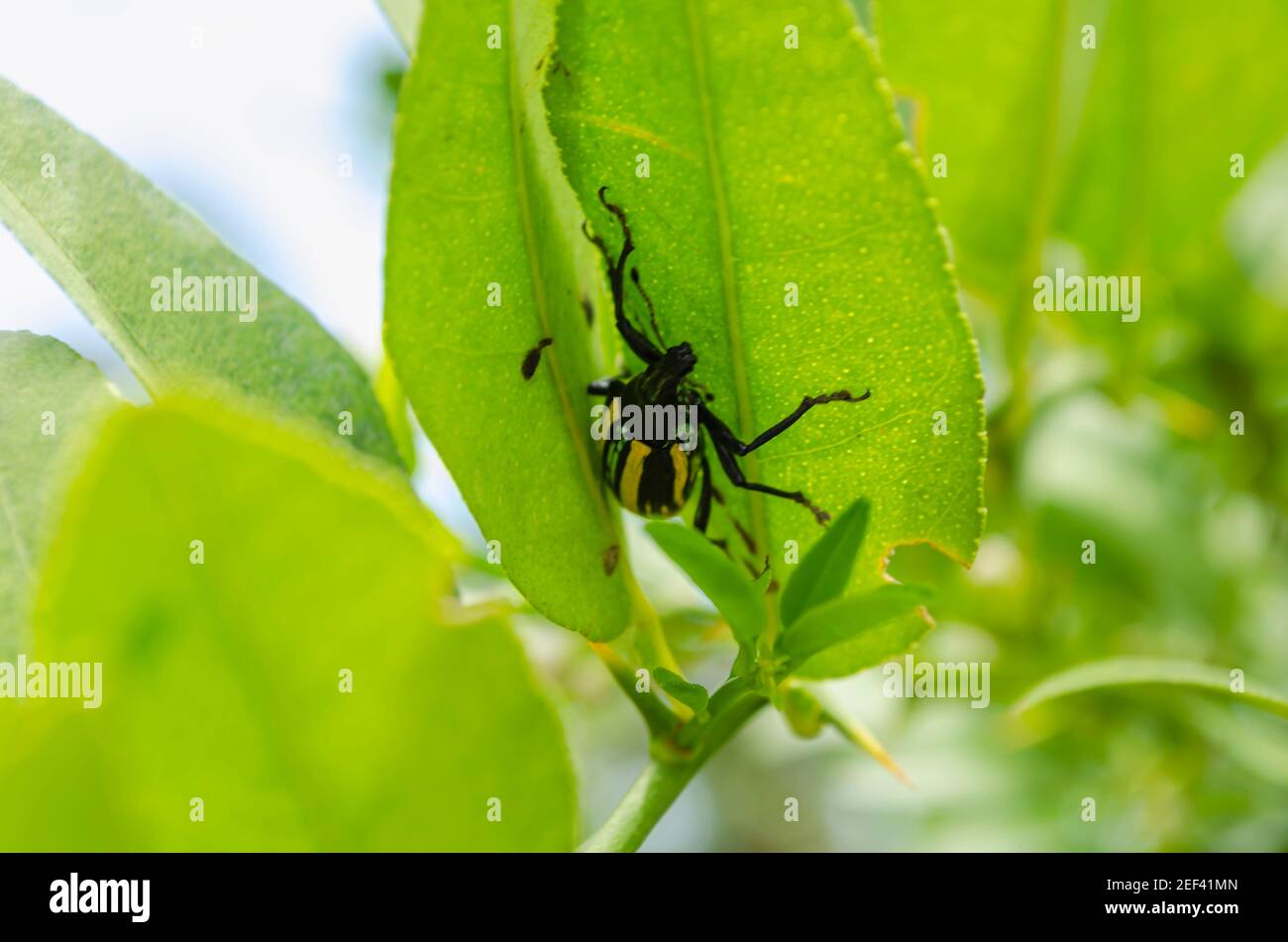 Citrus bug hi-res stock photography and images - Alamy