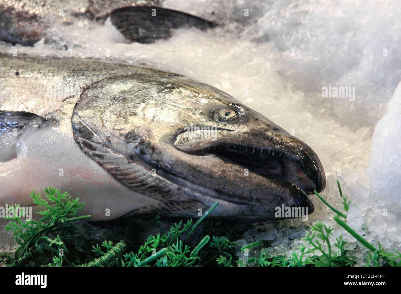 Fish for sale in the high stalls at the Pike Place Market. This farmer ...