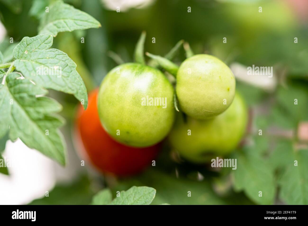 Organic cherry tomato plant with green and red tomatoes Stock Photo - Alamy
