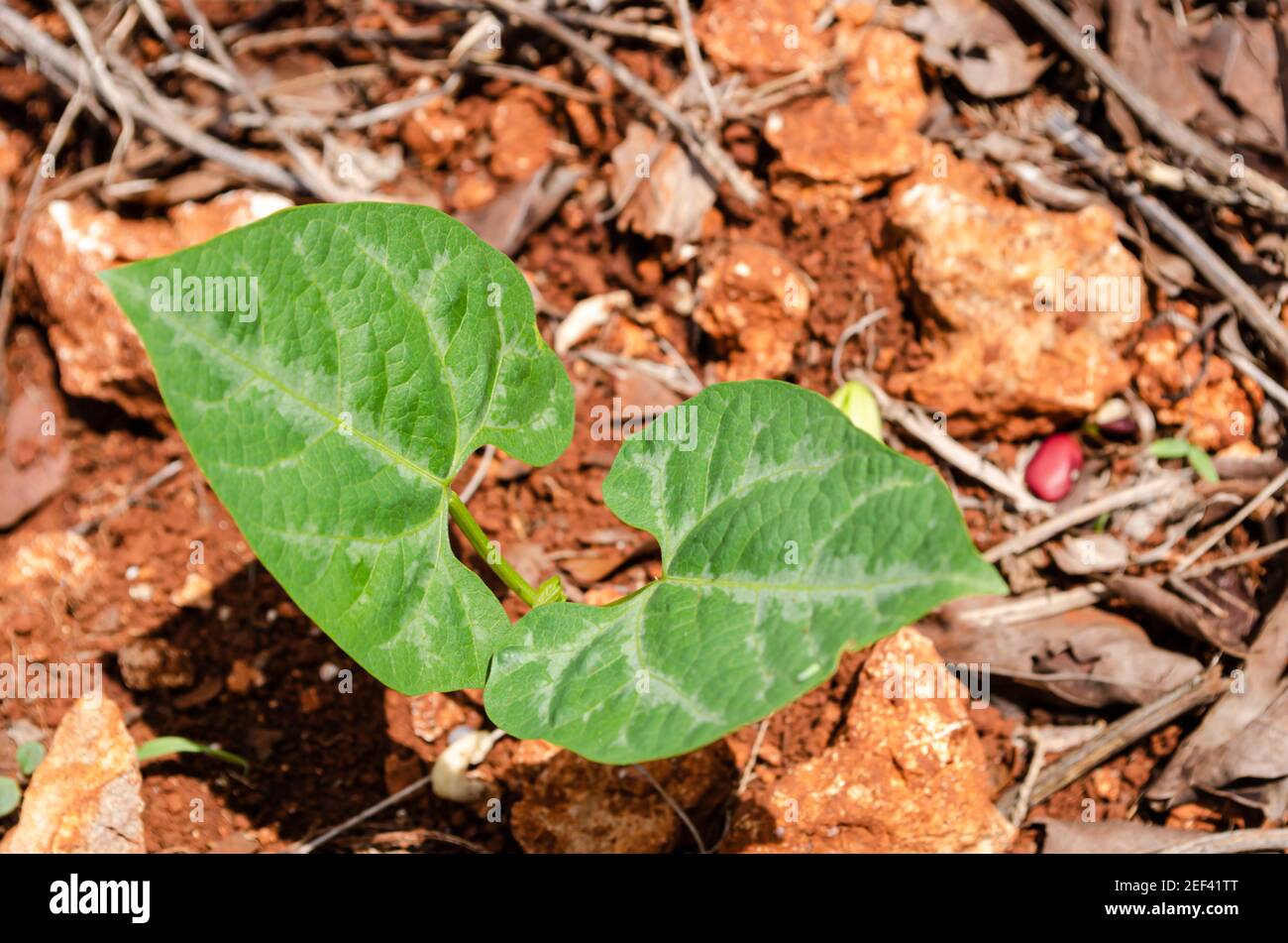 Red Lima Bean Seedling Stock Photo - Alamy