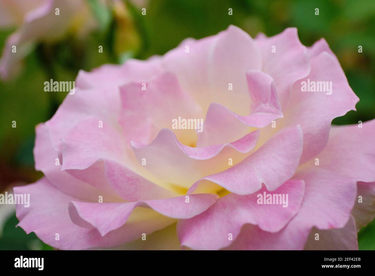 Pretty Pink Rose Stock Photo - Alamy