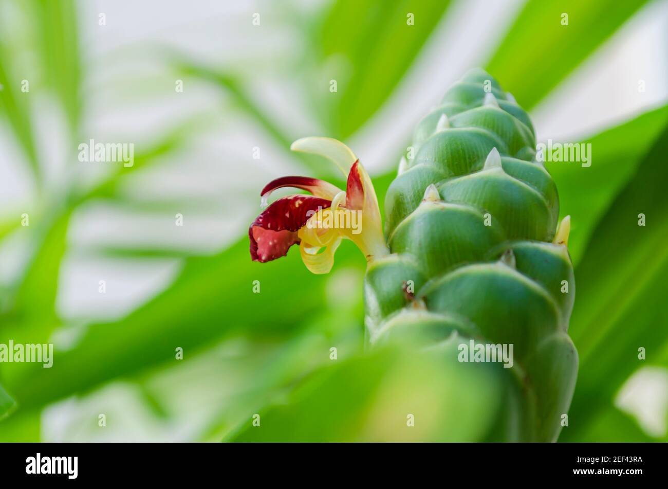 Ginger flower bud close hi-res stock photography and images - Alamy