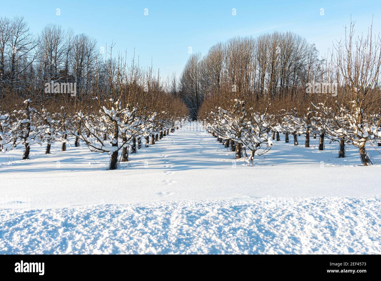 Apple orchard in winter. Apple trees under the snow. High quality photo ...