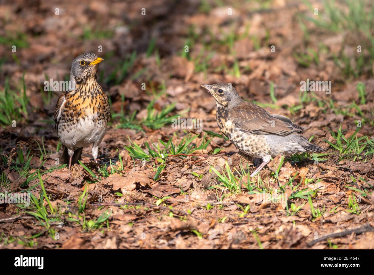 Thrush fieldfare, Turdus pylaris, with its fledglings is looking for ...
