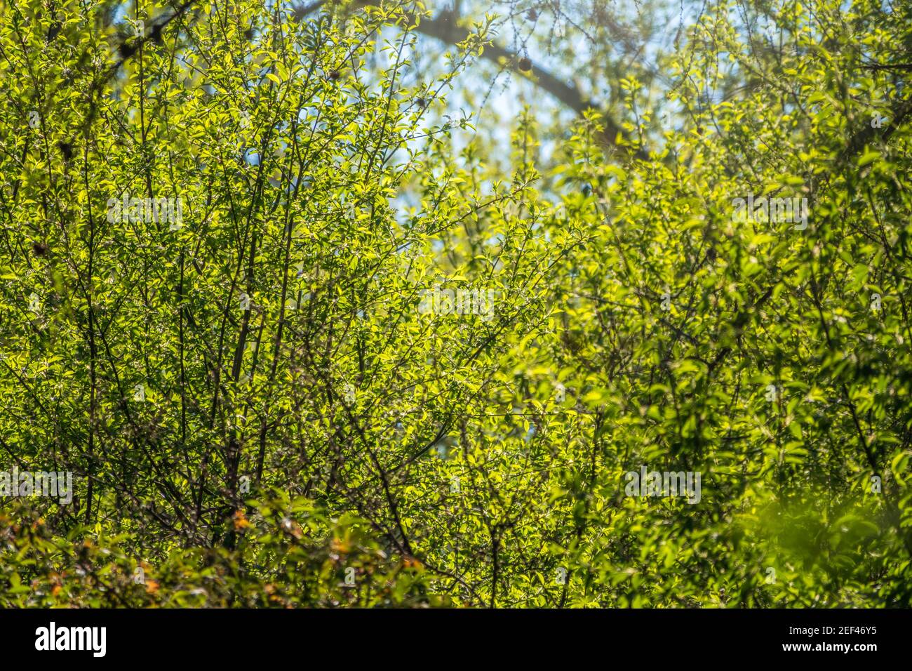 Green bushes with young leaves in the sunset. Background springtime ...