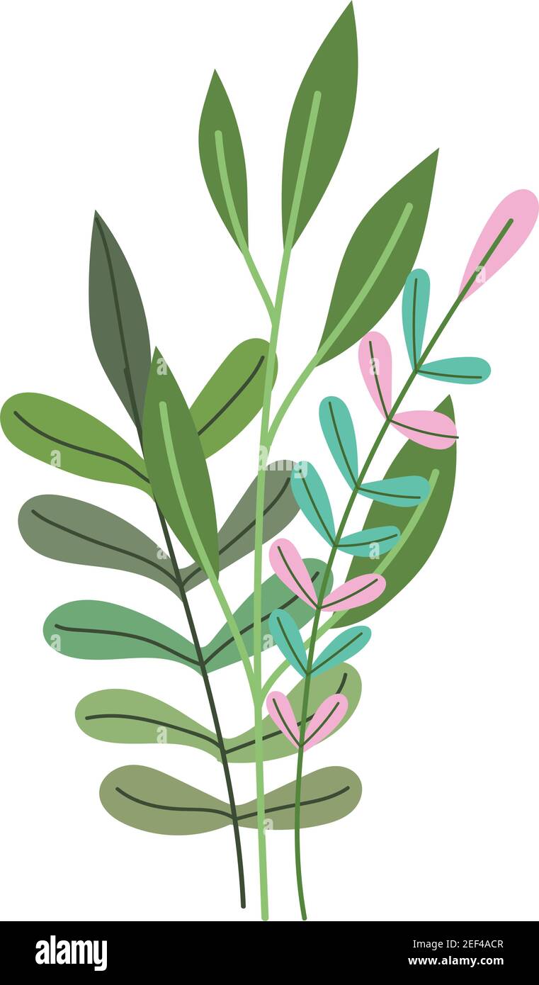 foliage nature leaves branch vector illustration isolated white ...