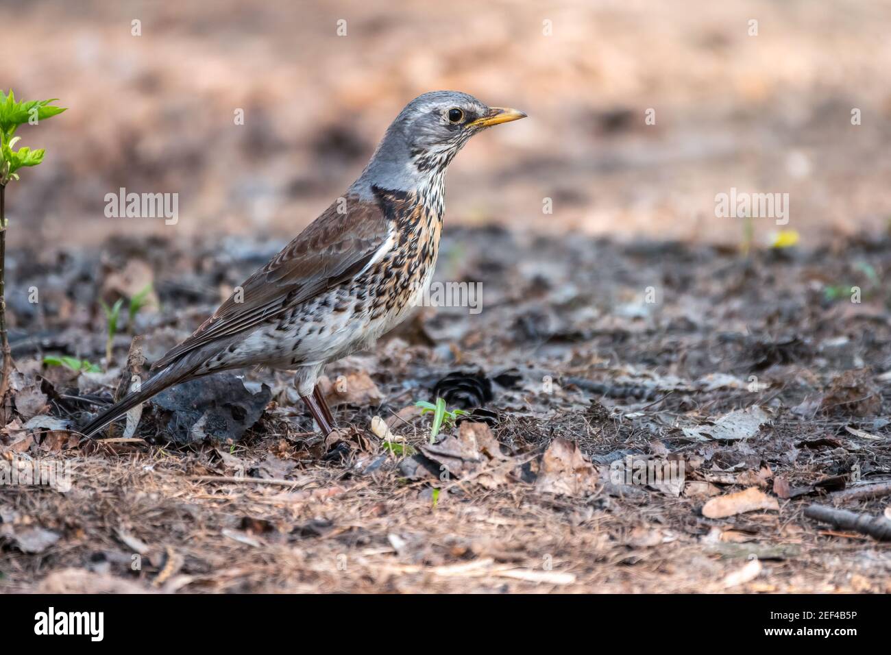 Collecting worms food lawn hi-res stock photography and images - Alamy