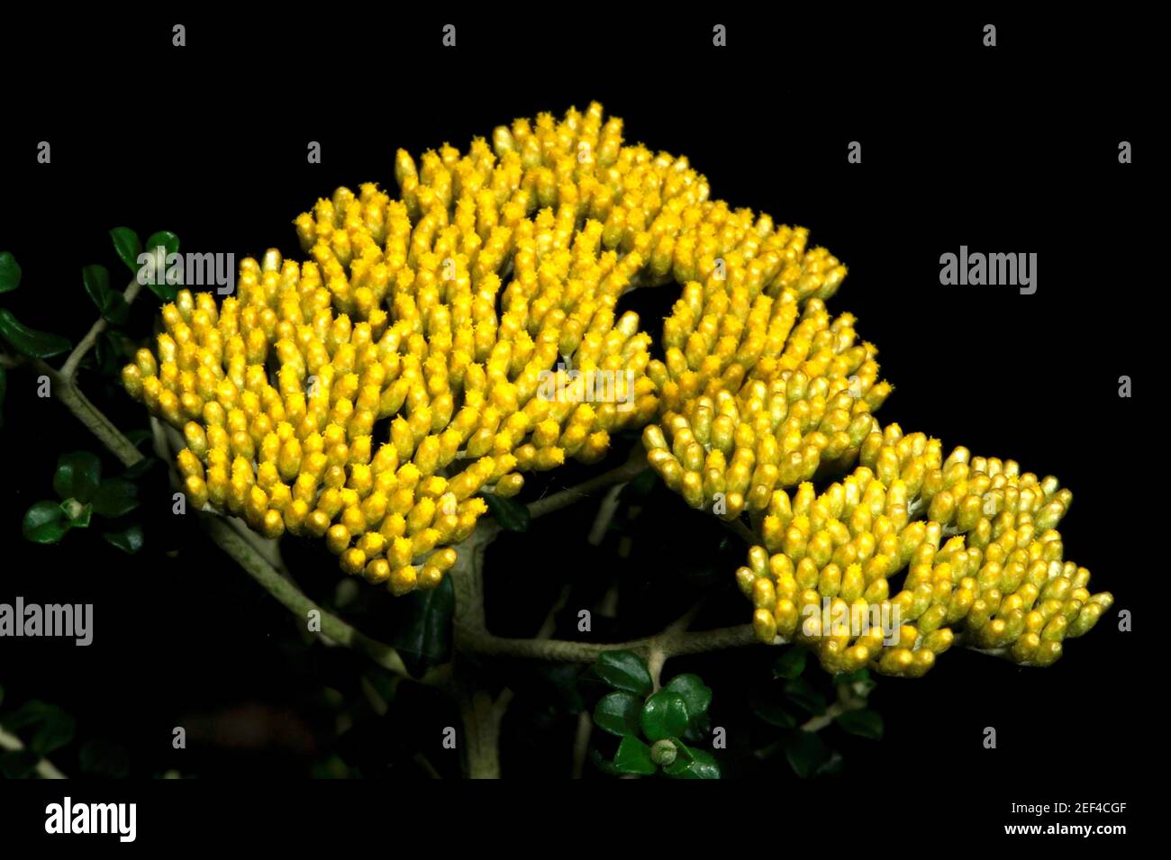 I like this photo of Grey Everlasting (Ozothamnus Obcordatus) because ...