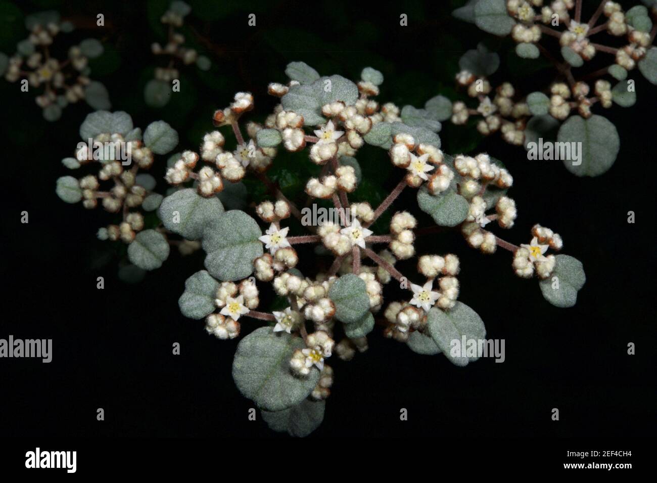 Spyridium parvifolium hi-res stock photography and images - Alamy