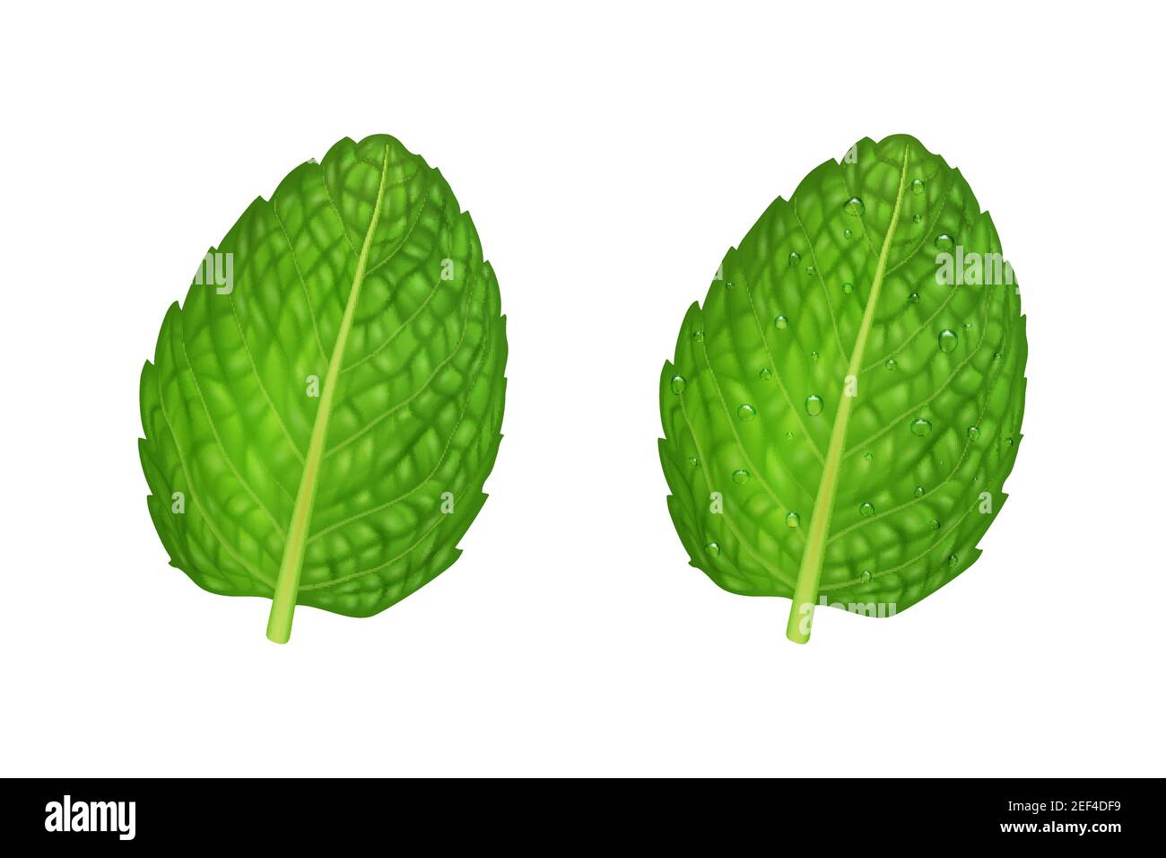 Vector 3d Realistic Green Fresh Mint Leaves Closeup Isolated on White ...