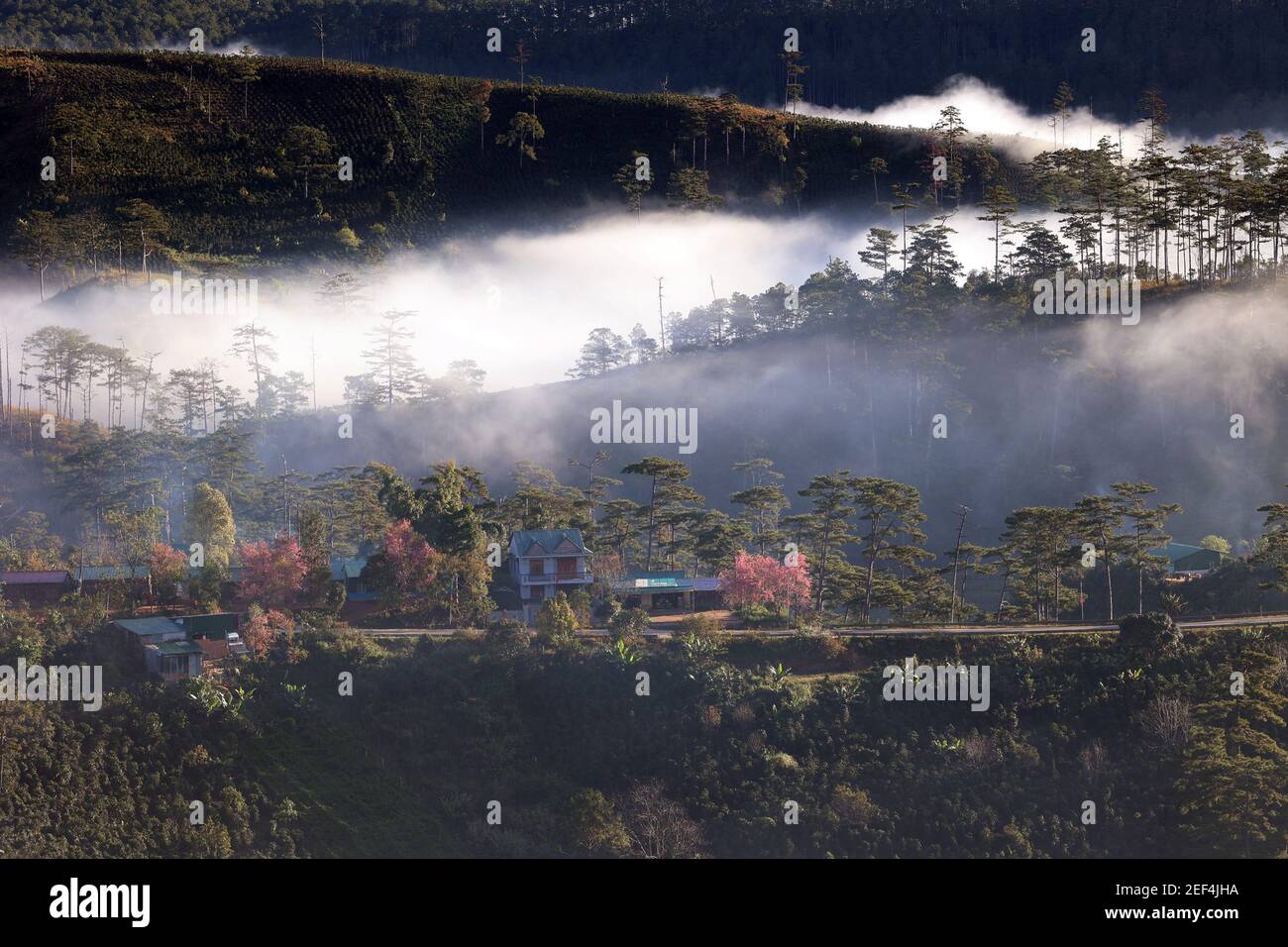 The cloudy season comes back on Lam Lat Forest Park Stock Photo - Alamy