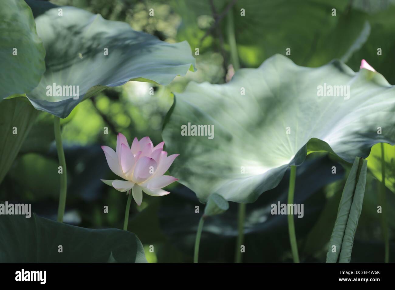 Lotus flower shadow hi-res stock photography and images - Alamy