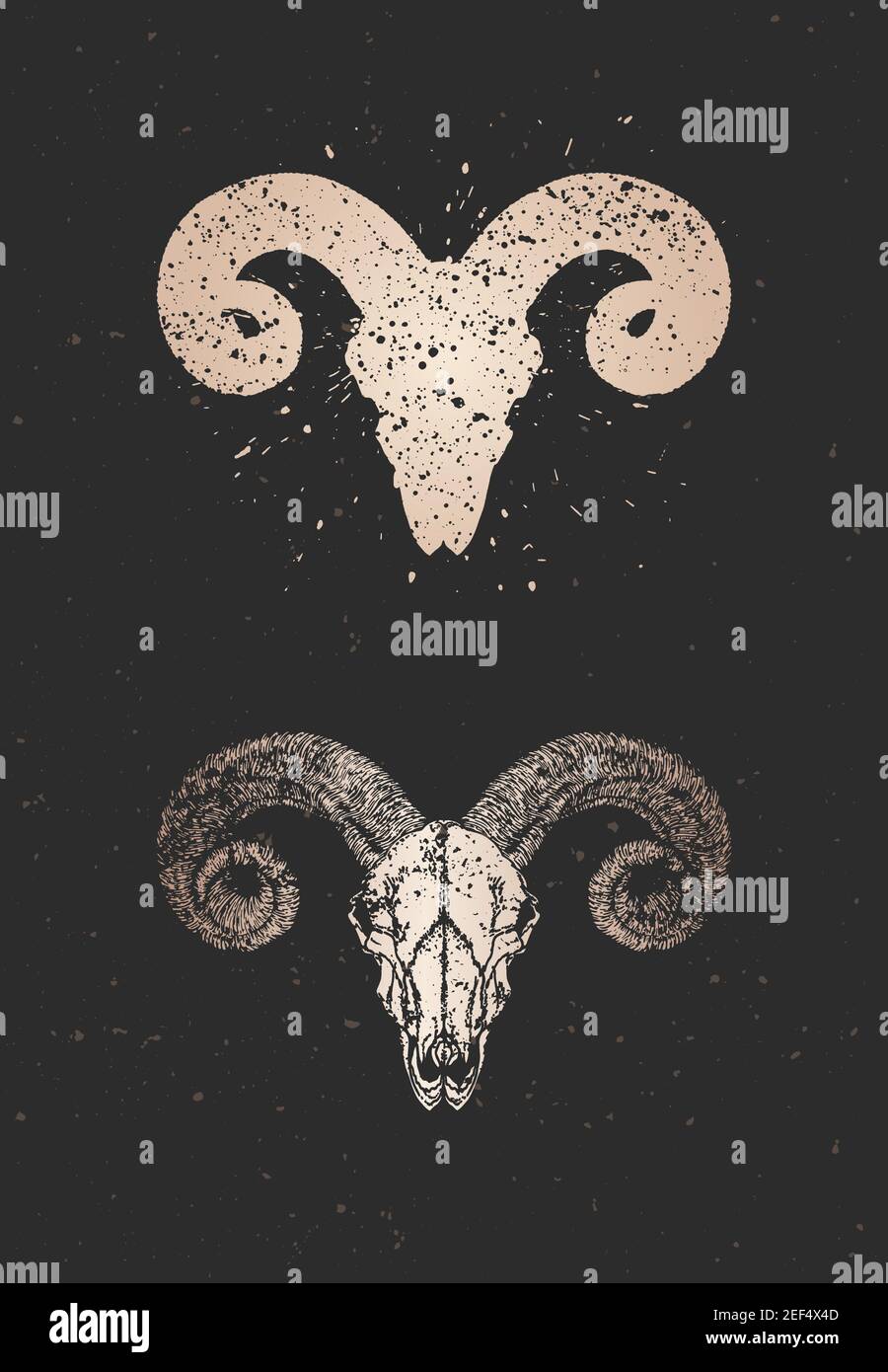Vector illustration with two variants of hand drawn wild ram skulls on ...