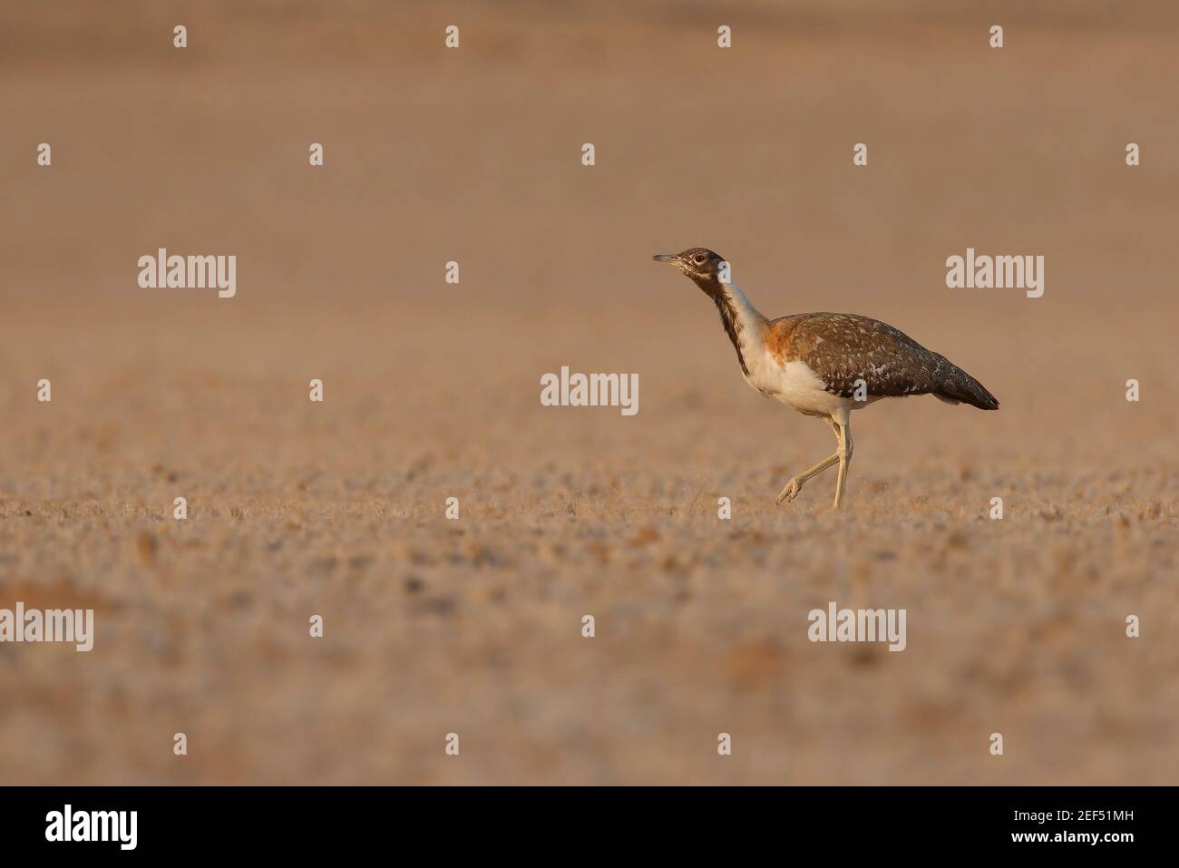 Ludwigs bustard hi-res stock photography and images - Alamy
