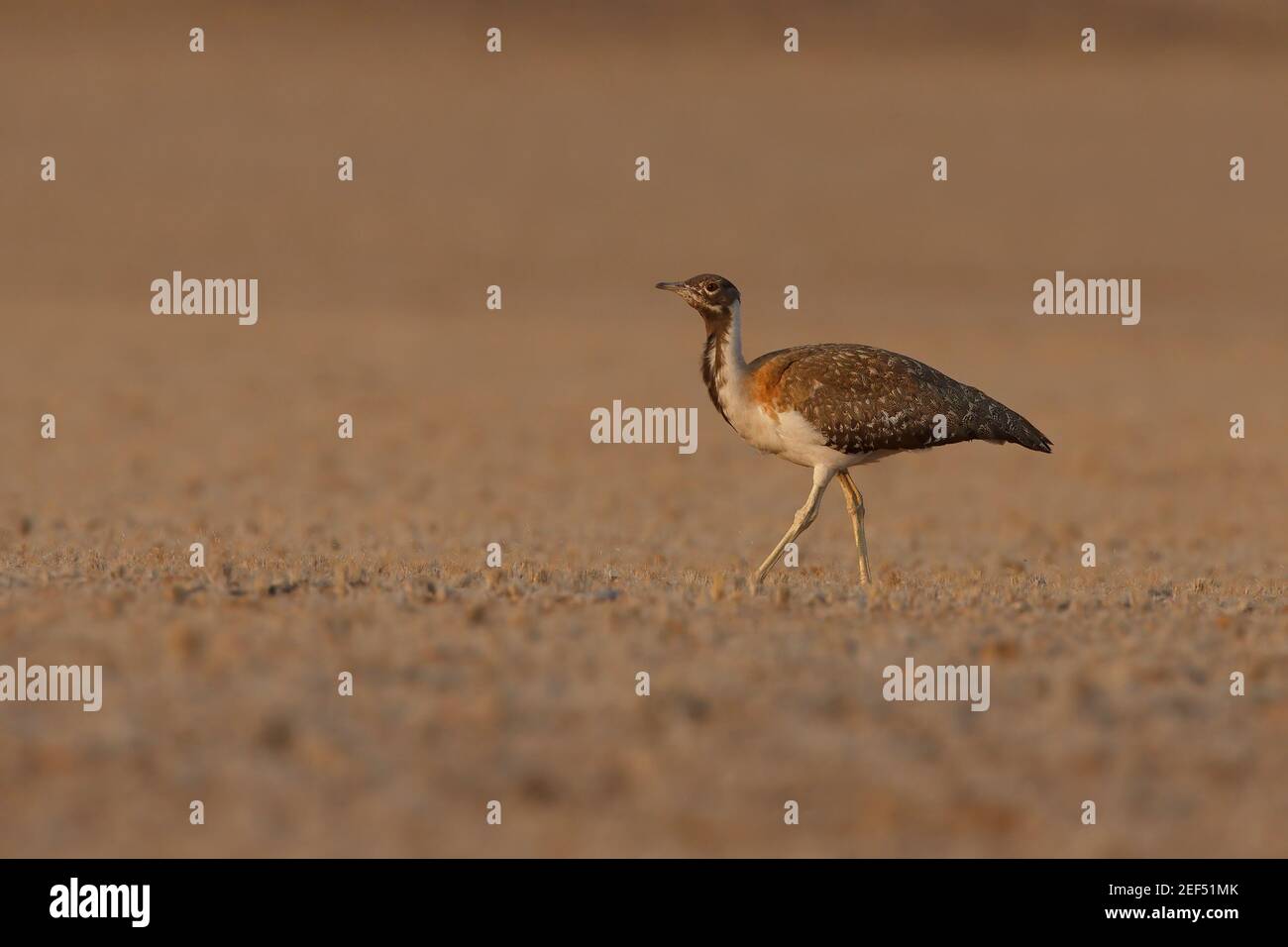 Ludwigs bustard hi-res stock photography and images - Alamy