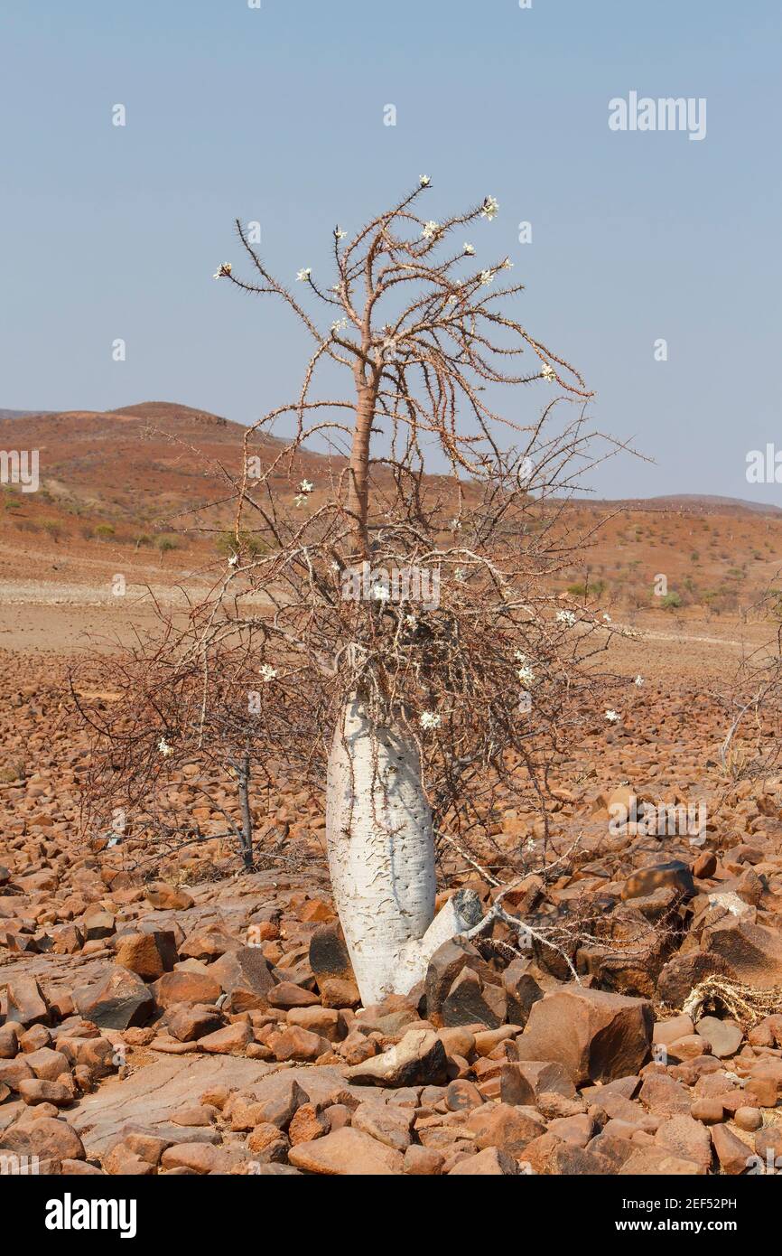 Bottle tree, Kunene region, Namibai Stock Photo - Alamy