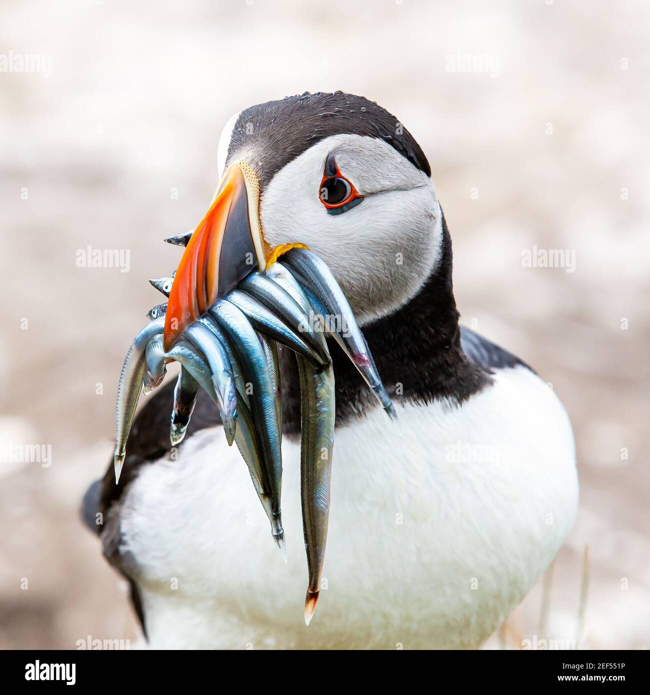 English puffins hi-res stock photography and images - Alamy