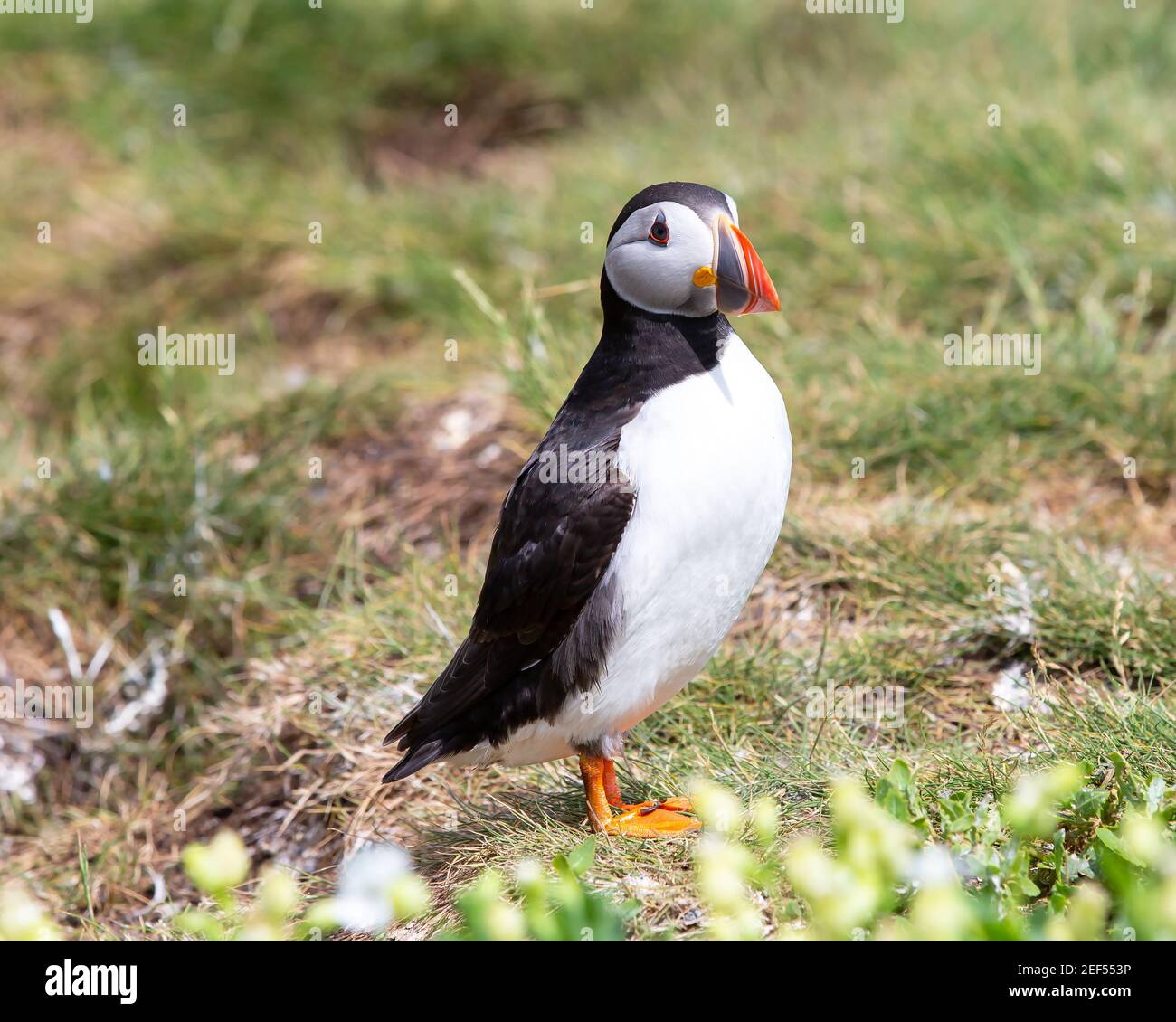 Puffin at Farne Island Northumberland England Stock Photo - Alamy