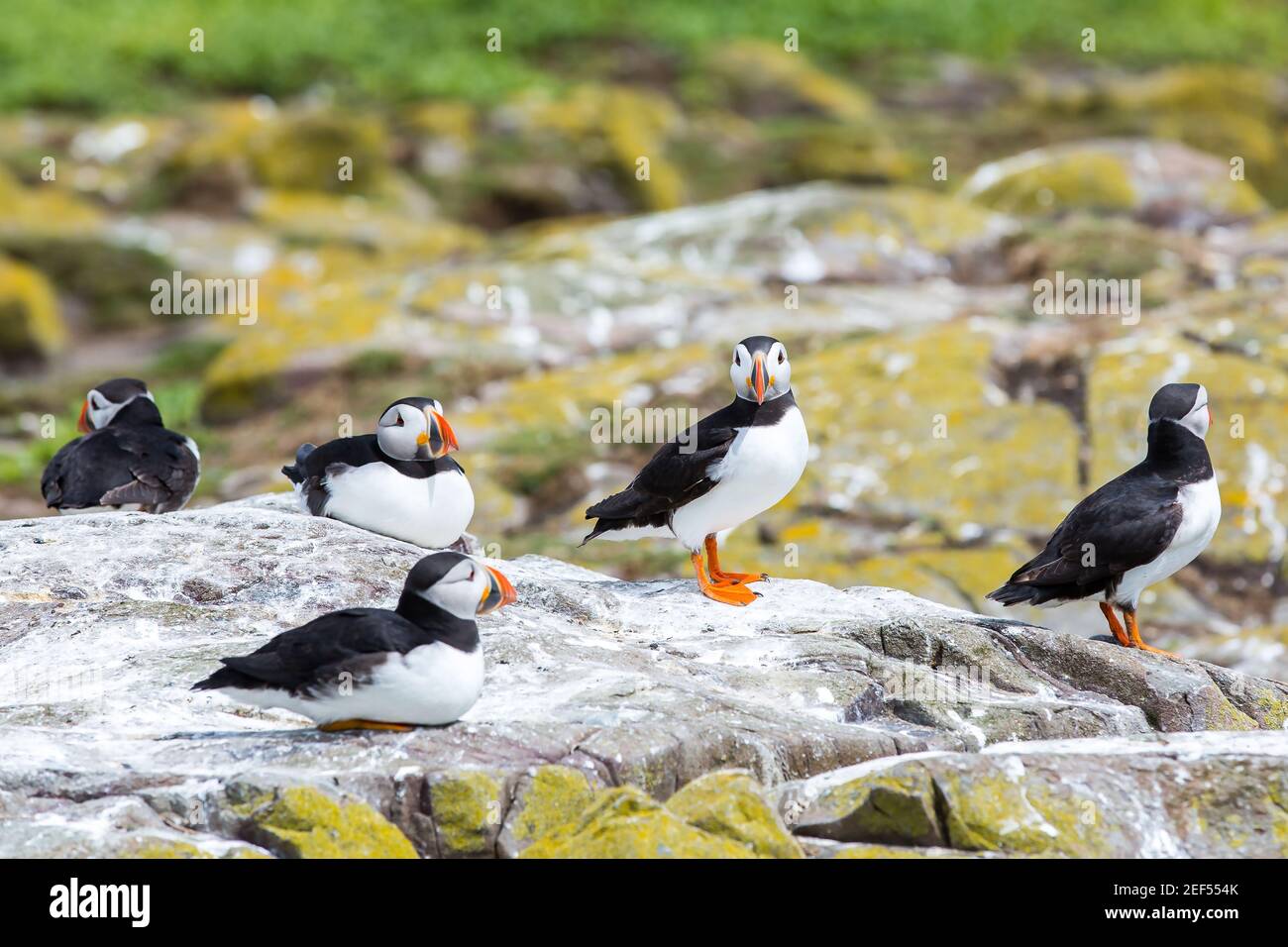 Puffins at Farne Island Northumberland England Stock Photo - Alamy