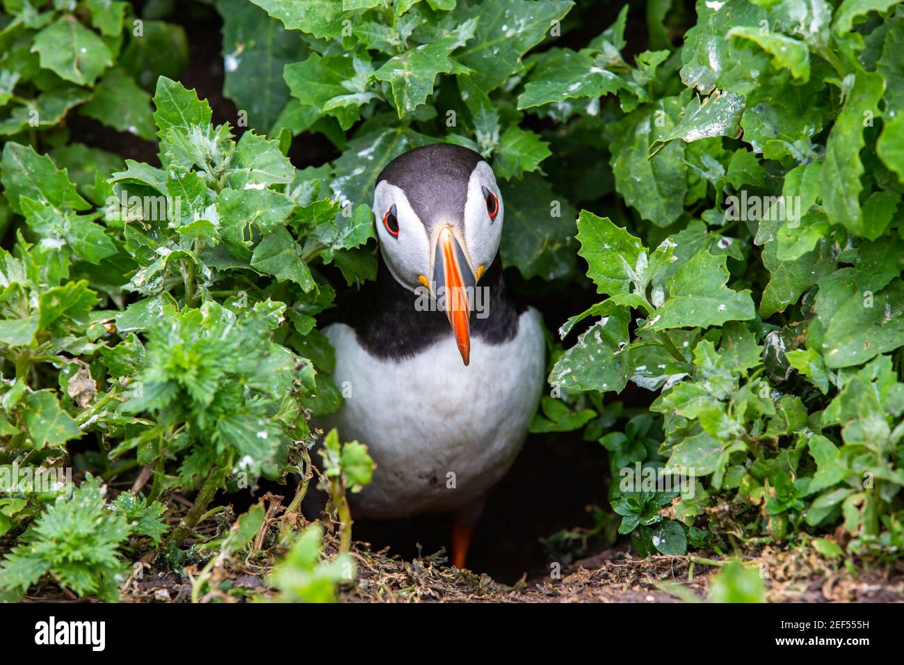 Puffin at Farne Island Northumberland England Stock Photo - Alamy