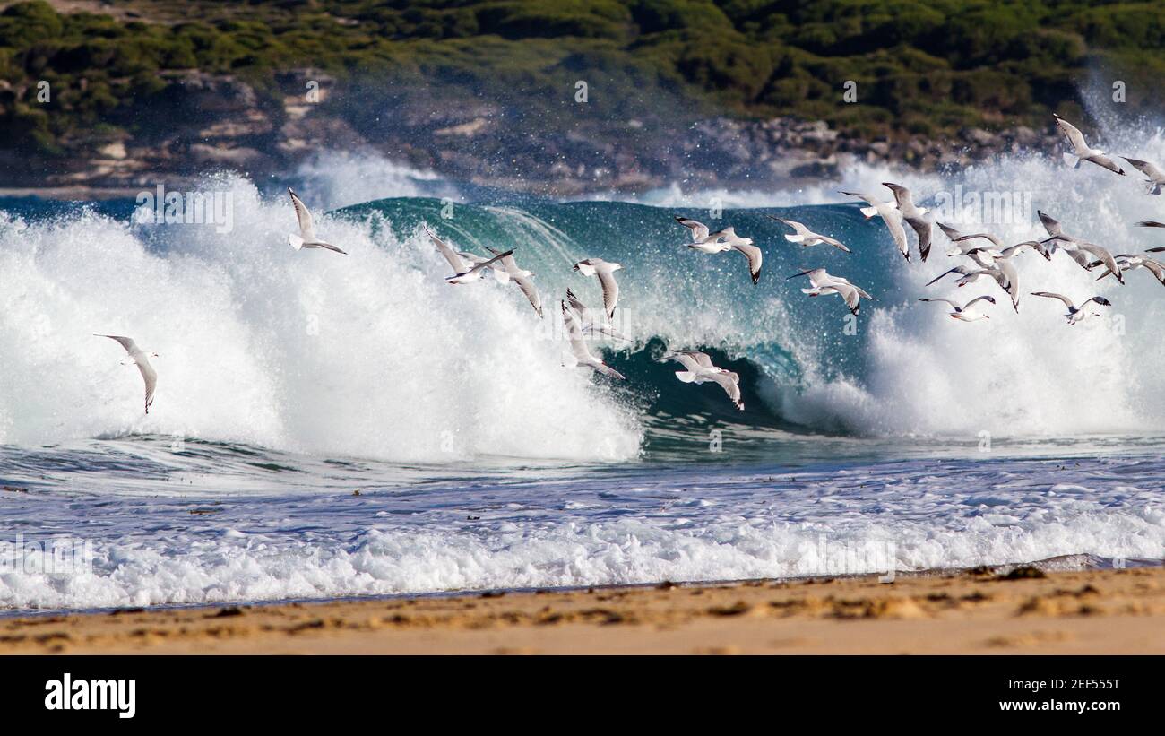 Flying gulls australia hi-res stock photography and images - Alamy