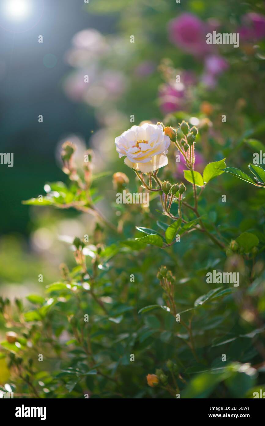 Prague red roses hi-res stock photography and images - Alamy