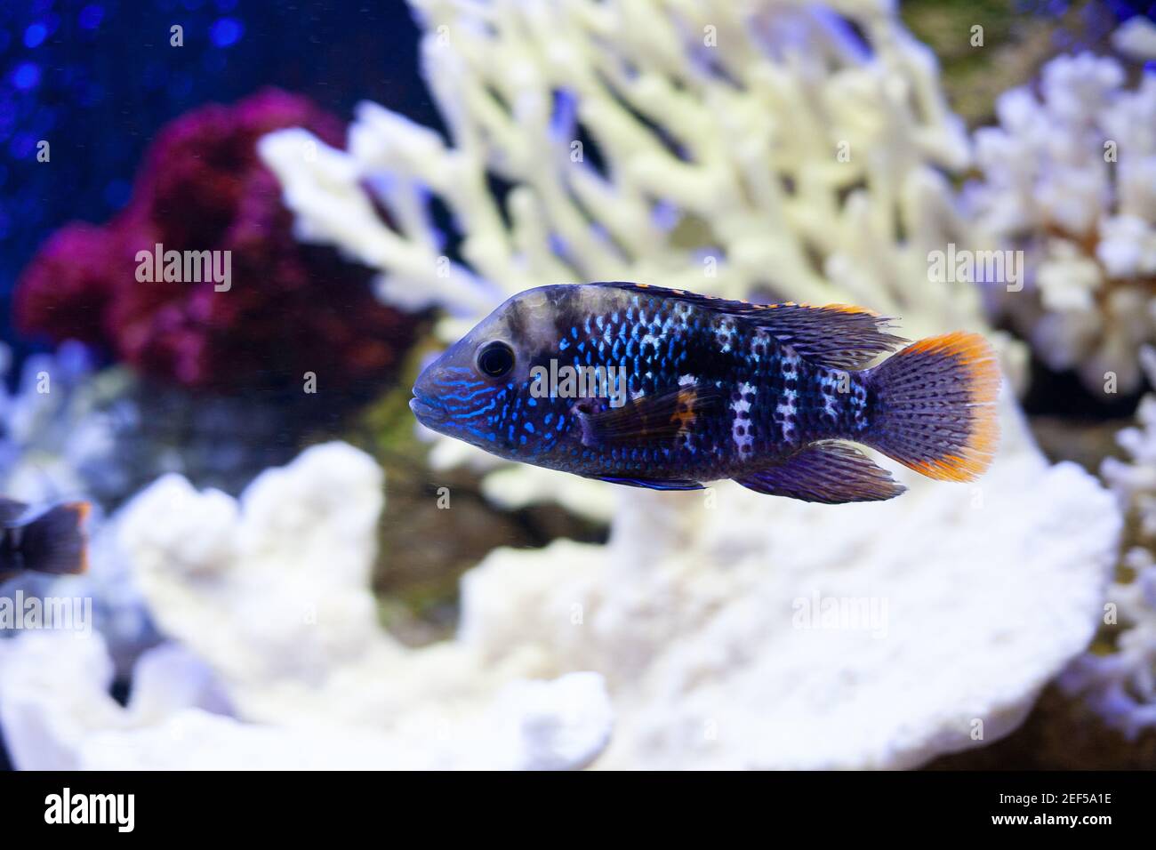 Bright beautiful ocean fish in blue sea water Stock Photo - Alamy