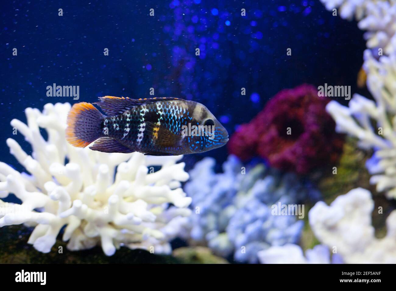Bright beautiful ocean fish in blue sea water Stock Photo - Alamy