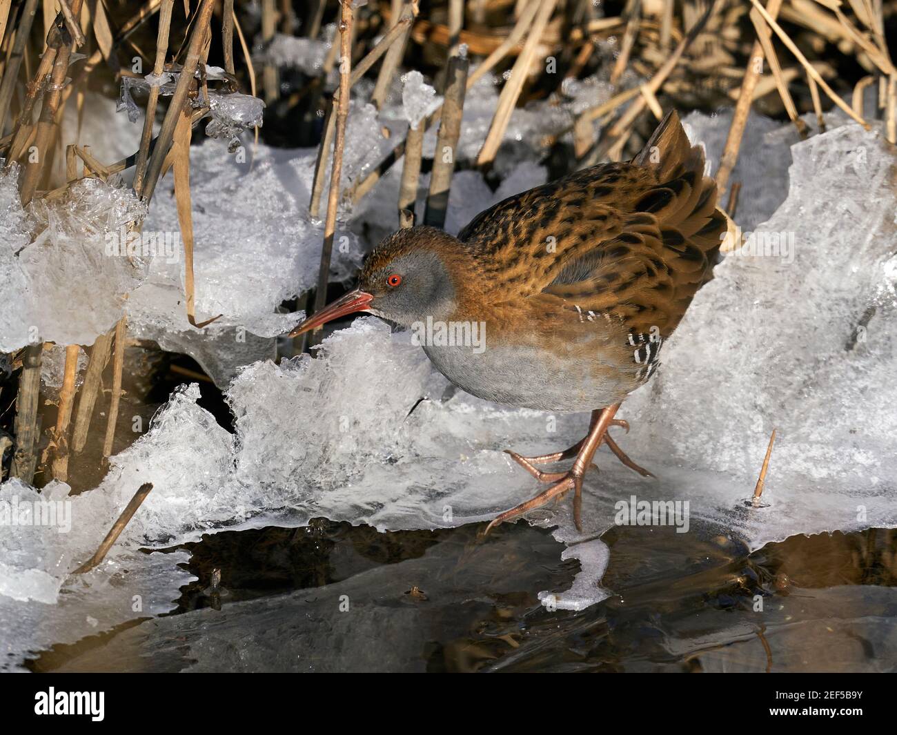 Water rail in its natural enviroment in Denmark Stock Photo - Alamy