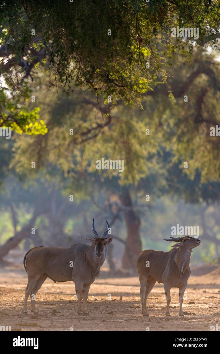 A pair of large male Eland bulls seen in Zimbabwe's Mana Pools National ...